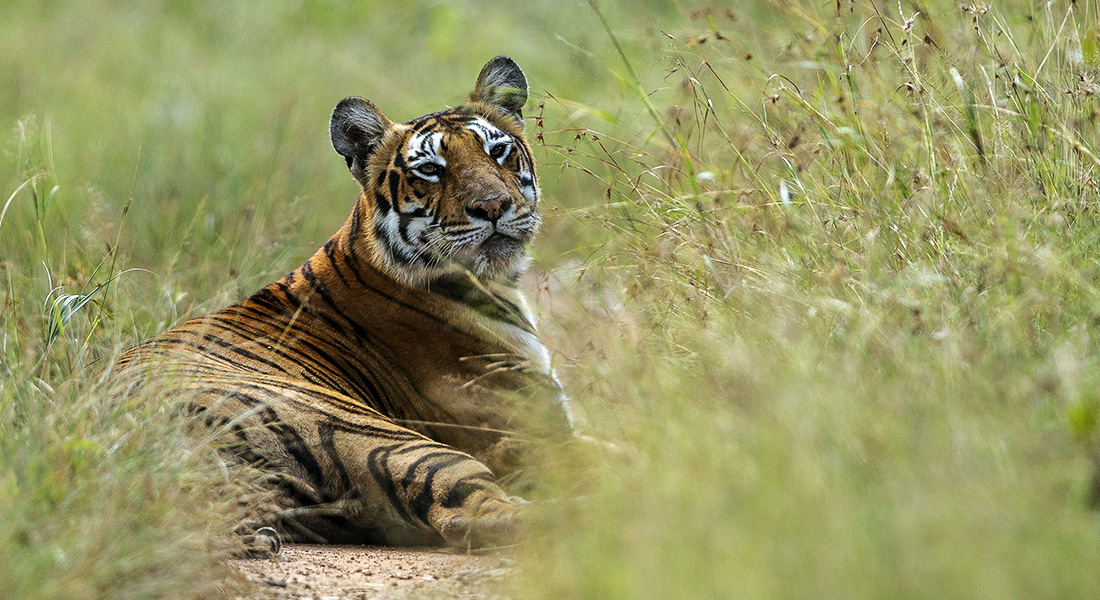 5 Tiger Reserves to Visit in India - Chalo India