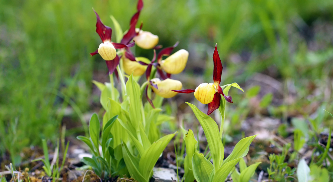 Endangered Plant Species of India - Chalo India