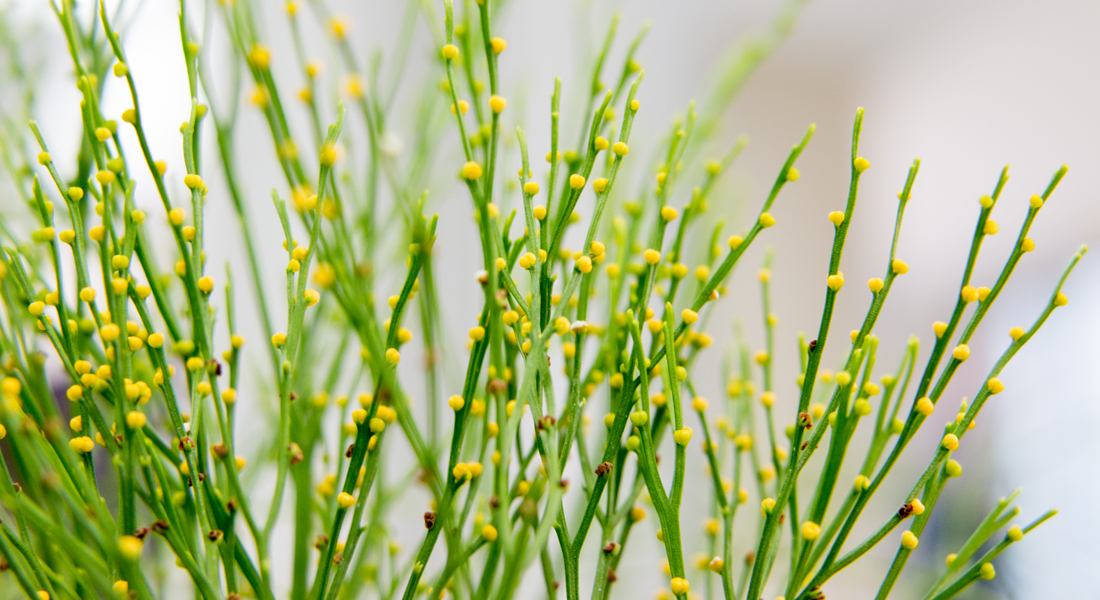 Endangered Plant Species of India - Chalo India