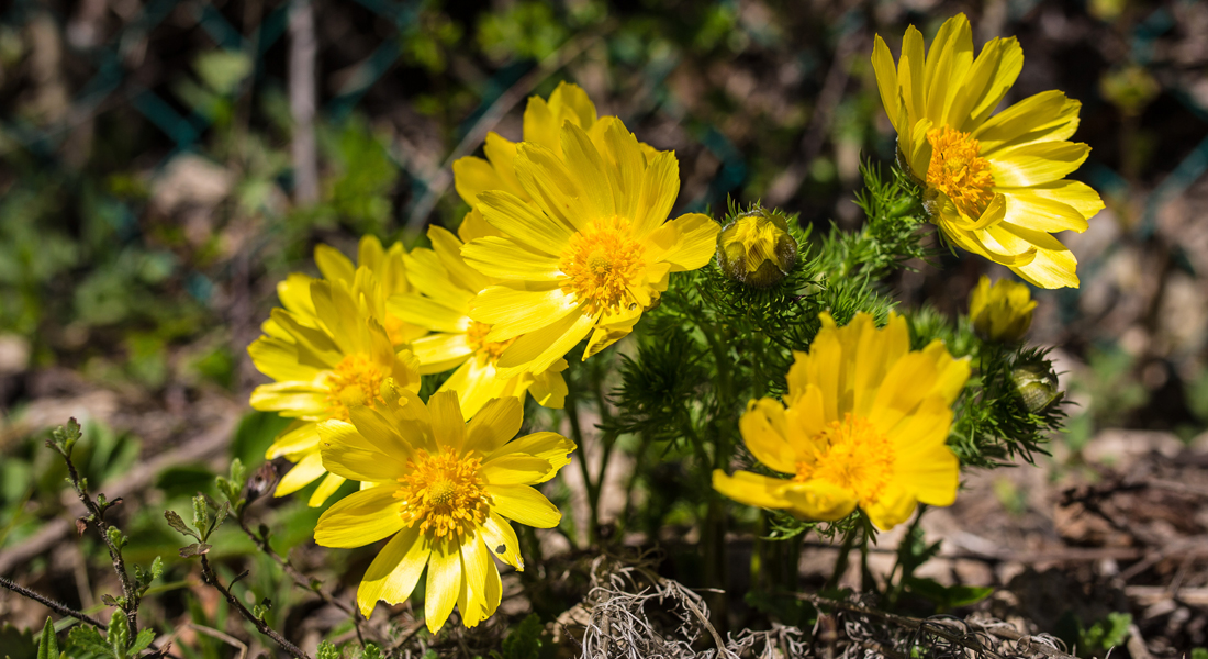 Endangered Plant Species of India - Chalo India